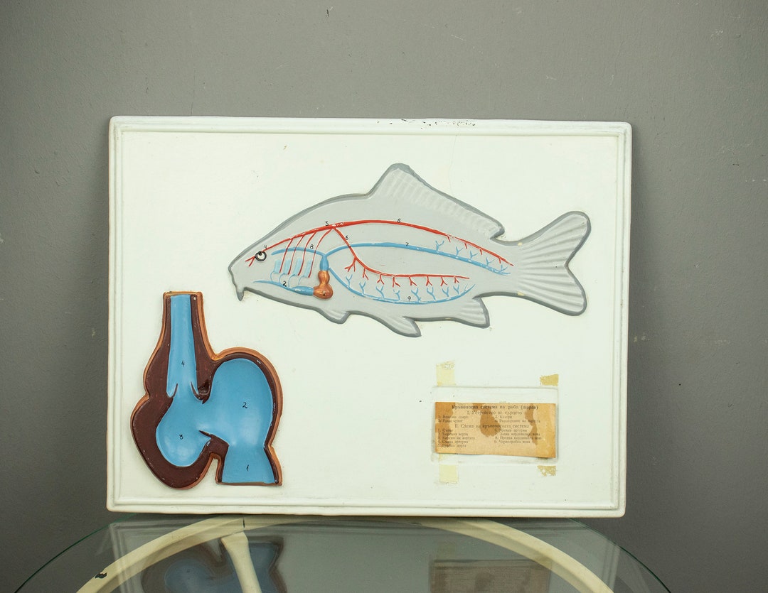 Vintage Zoology Board Circulatory System of a Fish - Etsy