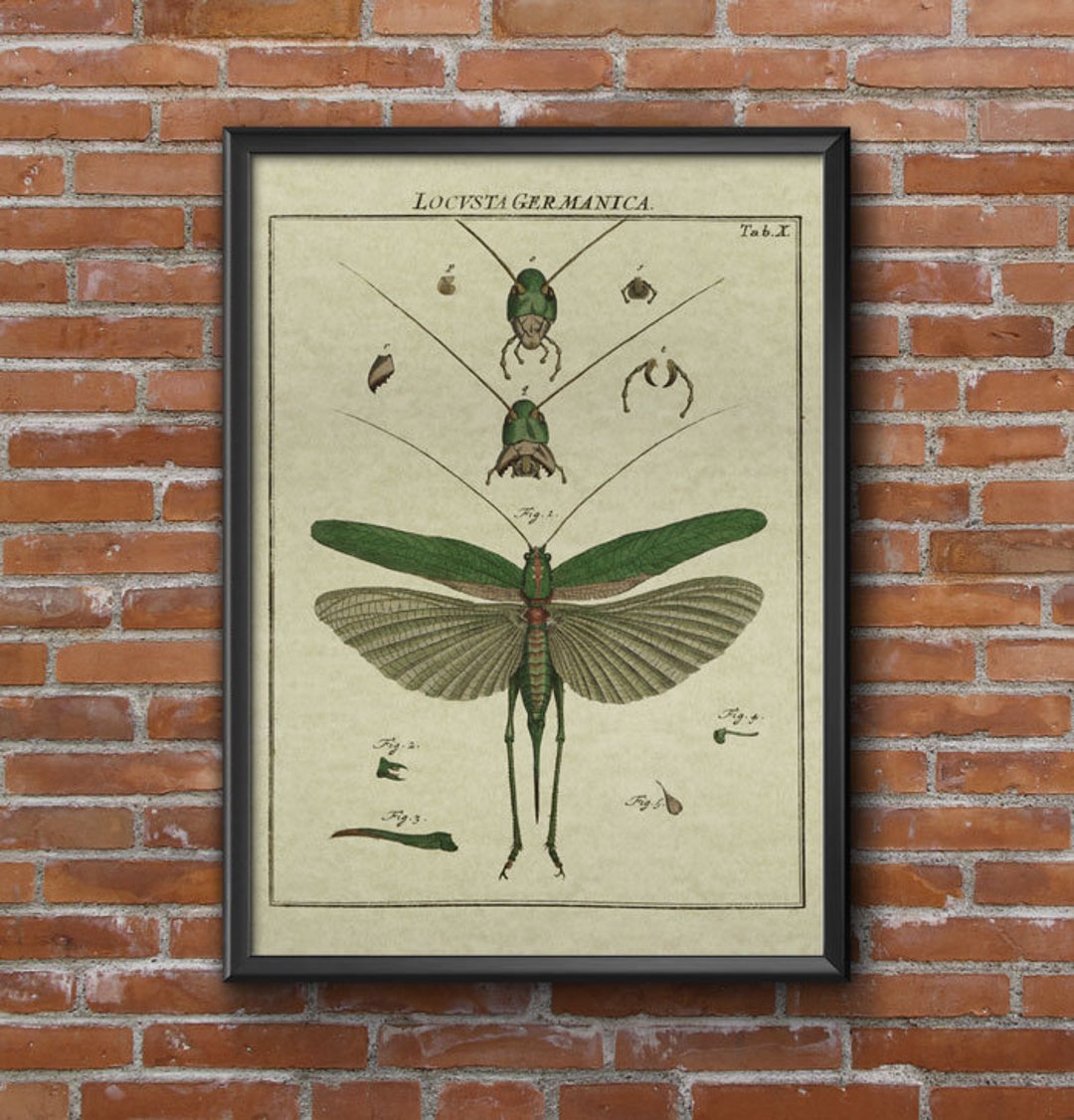 Old Vintage Insect Illustrations-insect Prints-locust - Etsy