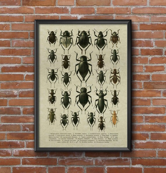 Old Vintage Insect Illustrations-insect Prints-cockroaches | Etsy