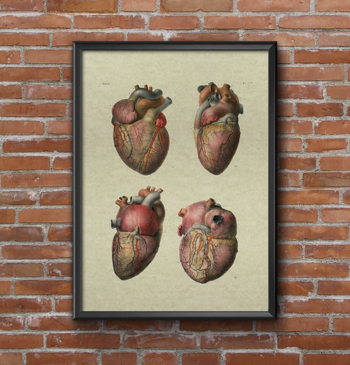 Old Vintage Illustrations of Anatomy-medical Anatomy-heart - Etsy