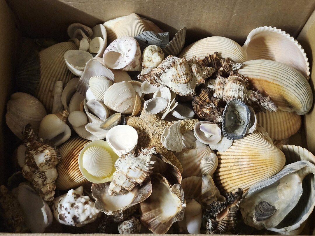6 Lbs ASSORTED MIXED Lot of SEASHELLS - Etsy