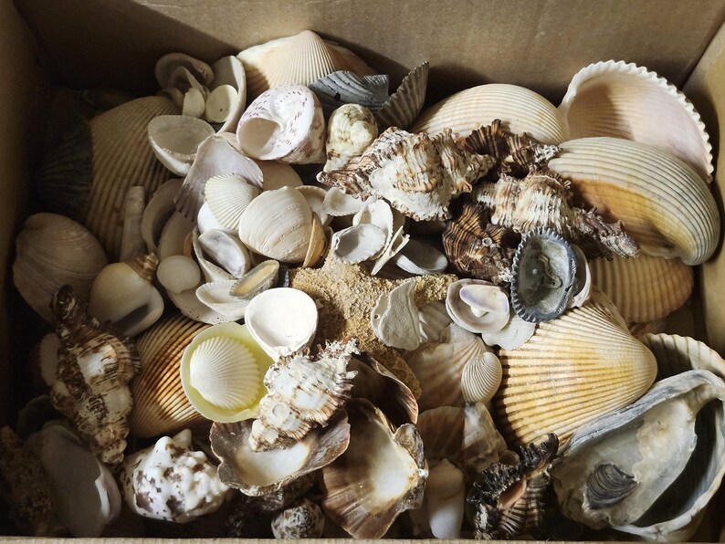 6 Lbs ASSORTED MIXED Lot of SEASHELLS - Etsy