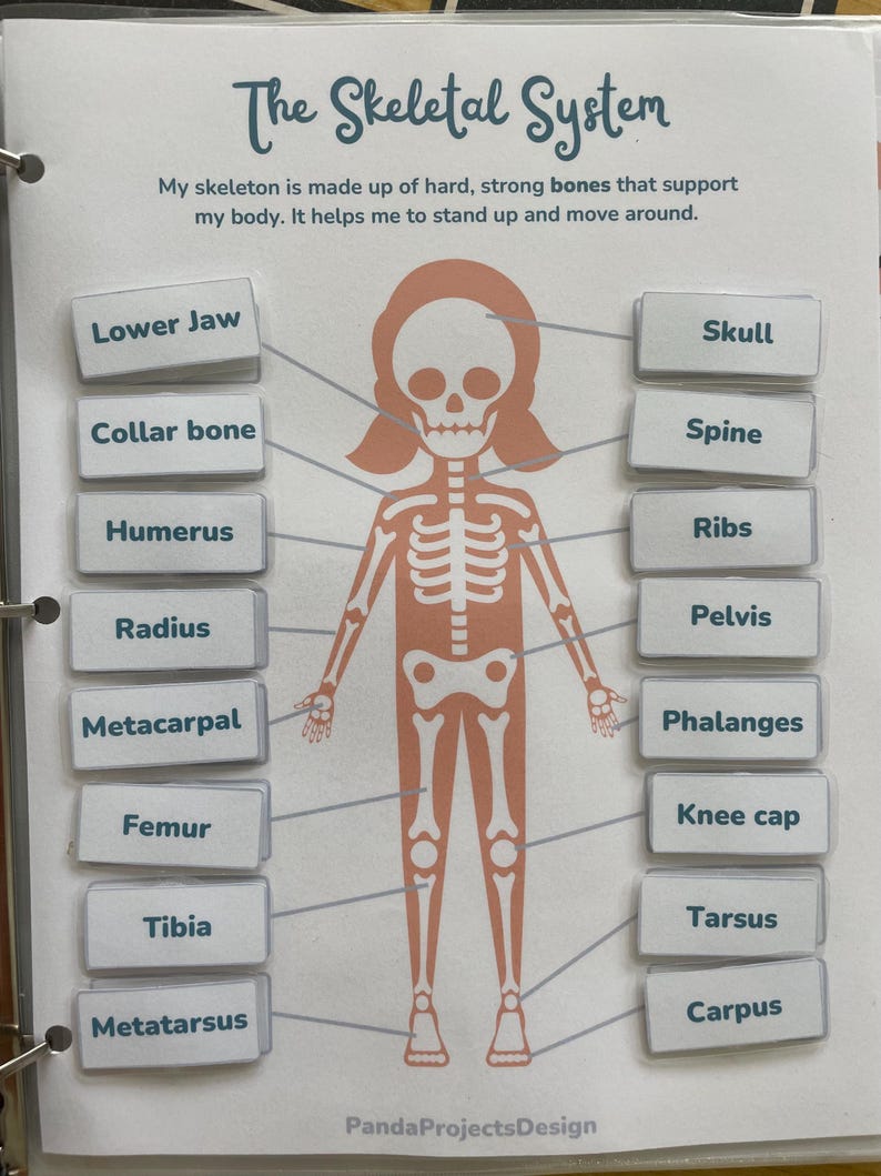 The Skeletal System Worksheets - DIGITAL PDF DOWNLOAD - Early Learning ...