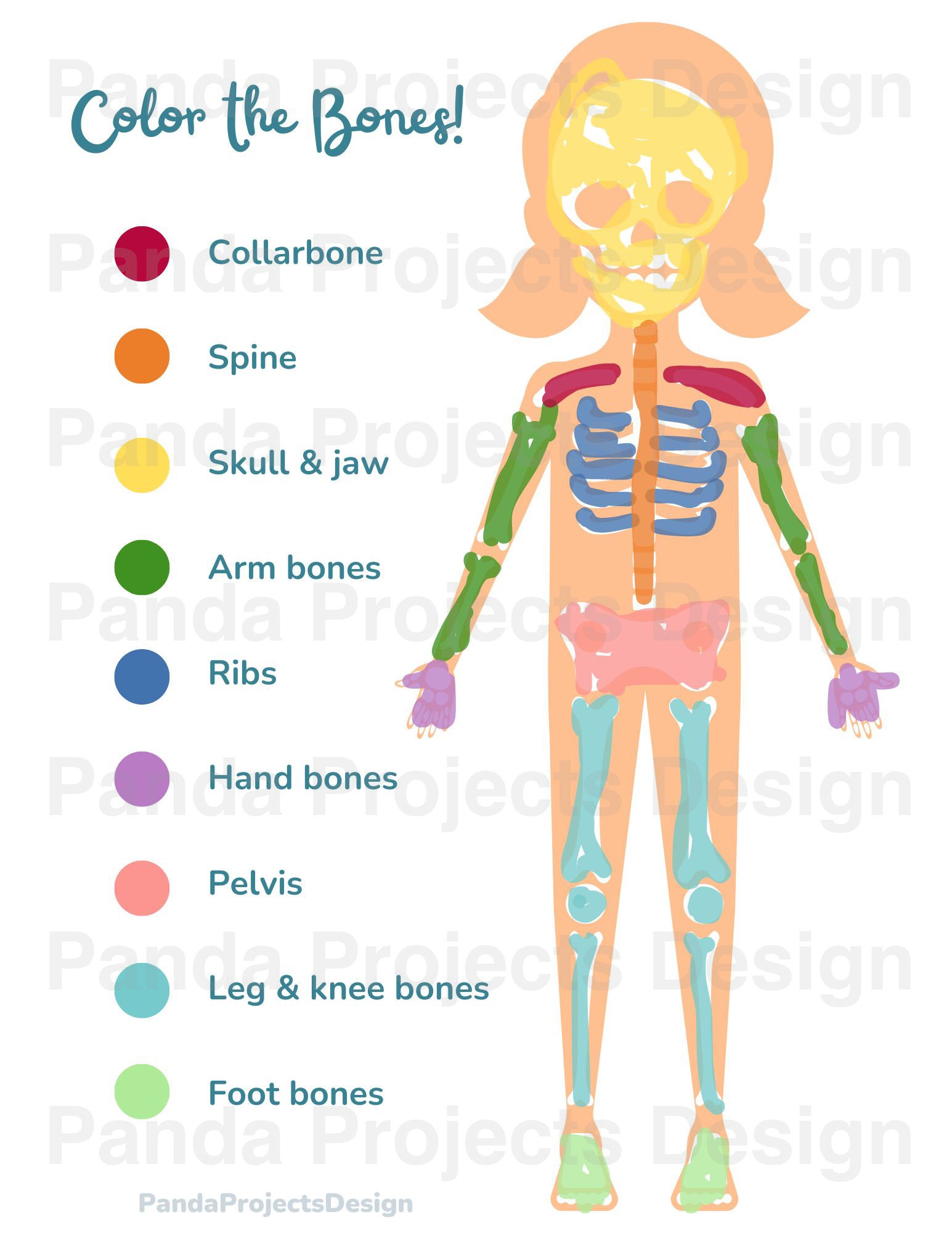 The Skeletal System Worksheets - DIGITAL PDF DOWNLOAD - Early Learning ...