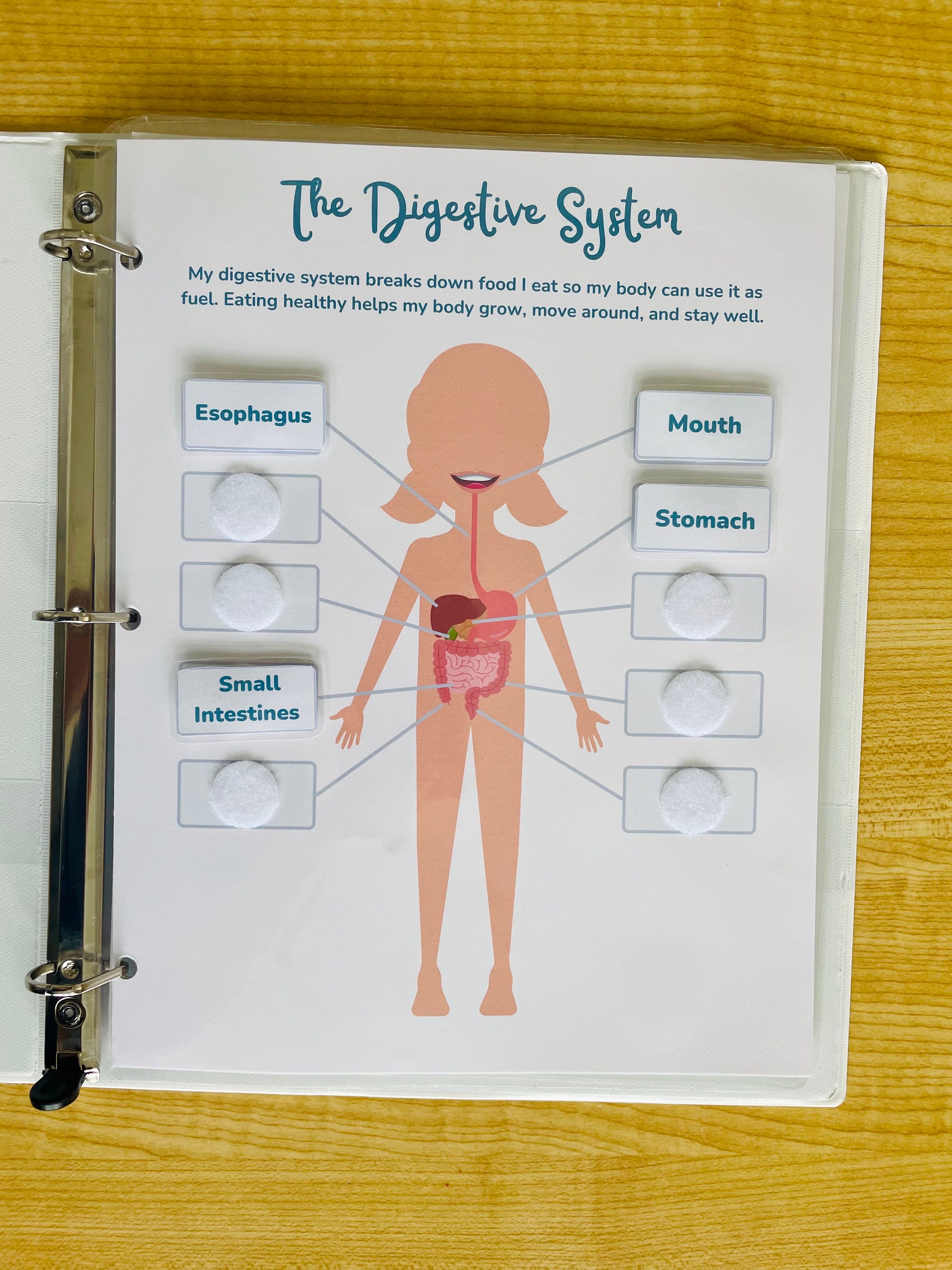 The Digestive System - Healthy Eating - Interactive Worksheets ...