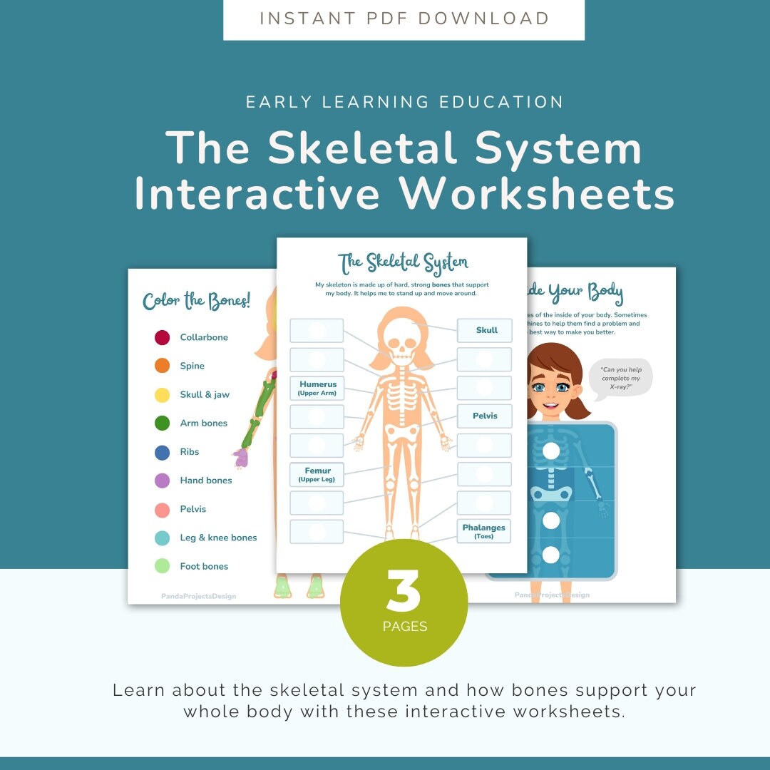 The Skeletal System Worksheets - DIGITAL PDF DOWNLOAD - Early Learning ...