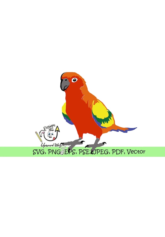 Sun Conure Parrot SVG Svg Bird PNG Png Pet Cricut Exotic Pet | Etsy