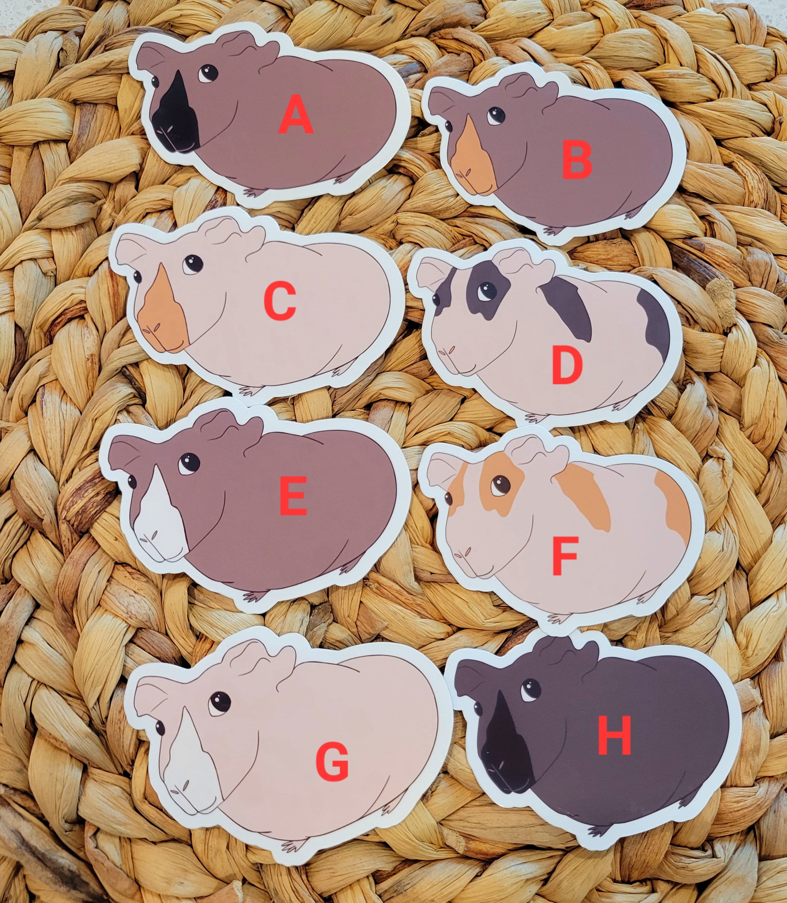 Skinny Pigs | Guinea Pigs | Hairless Guinea Pigs | Bald | Variety ...