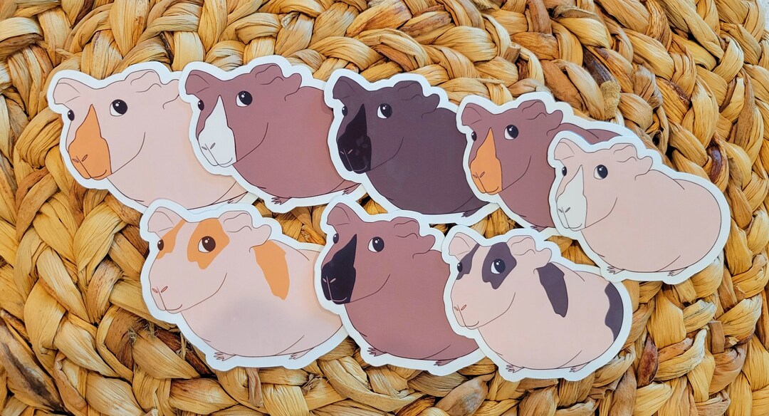 Skinny Pigs | Guinea Pigs | Hairless Guinea Pigs | Bald | Variety ...