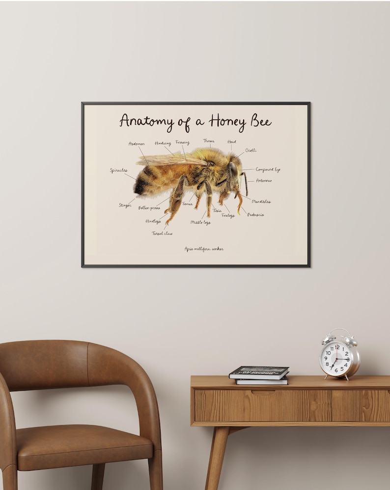 Bee Anatomy Real Photo Poster – Educational Wall Art | Printable Nature ...
