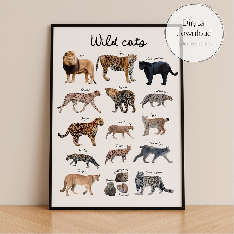 Wild Cats Real Photos Educational Poster, Homeschool Chart, Montessori ...