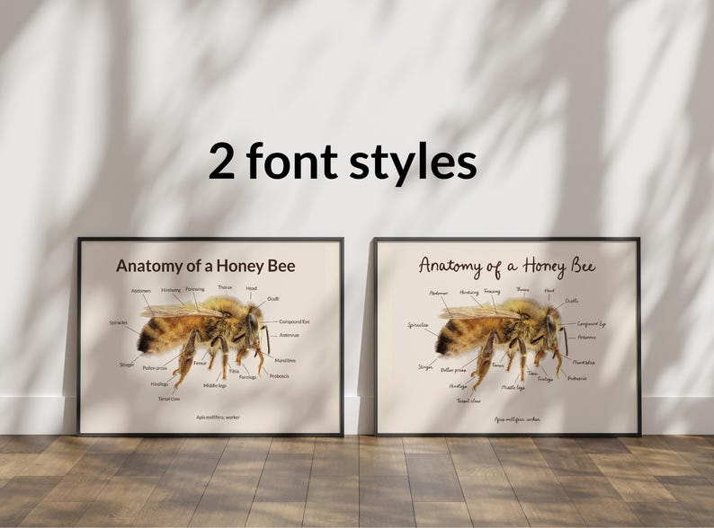 Bee Anatomy Real Photo Poster – Educational Wall Art | Printable Nature ...