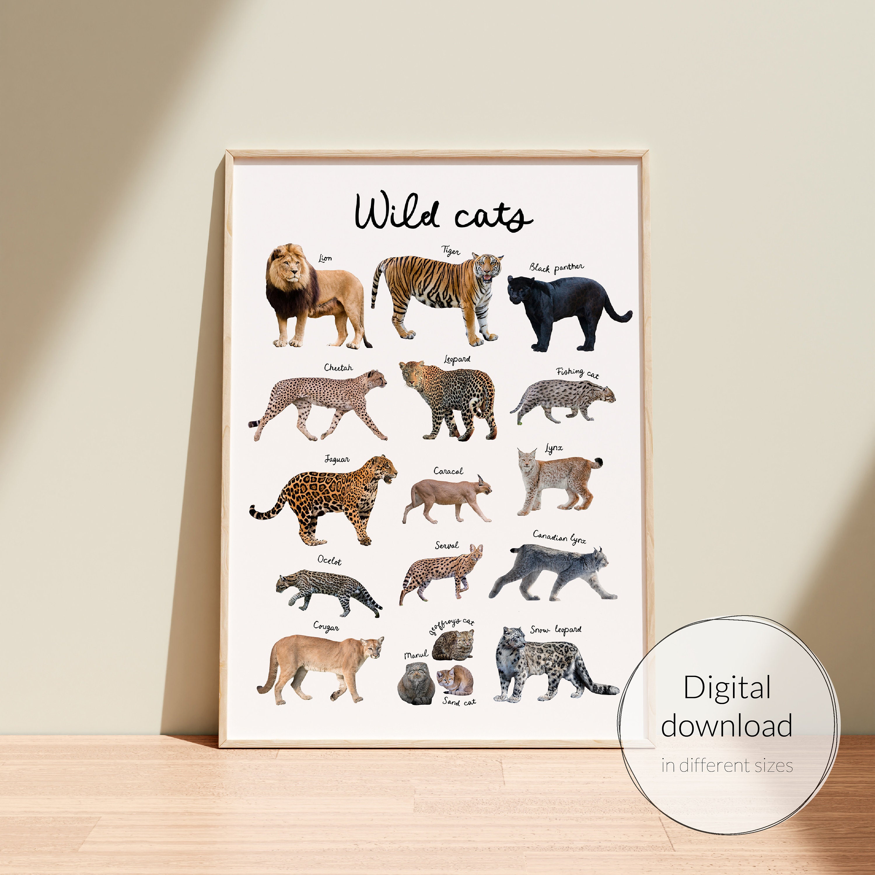 Wild Cats Real Photos Educational Poster, Homeschool Chart, Montessori ...