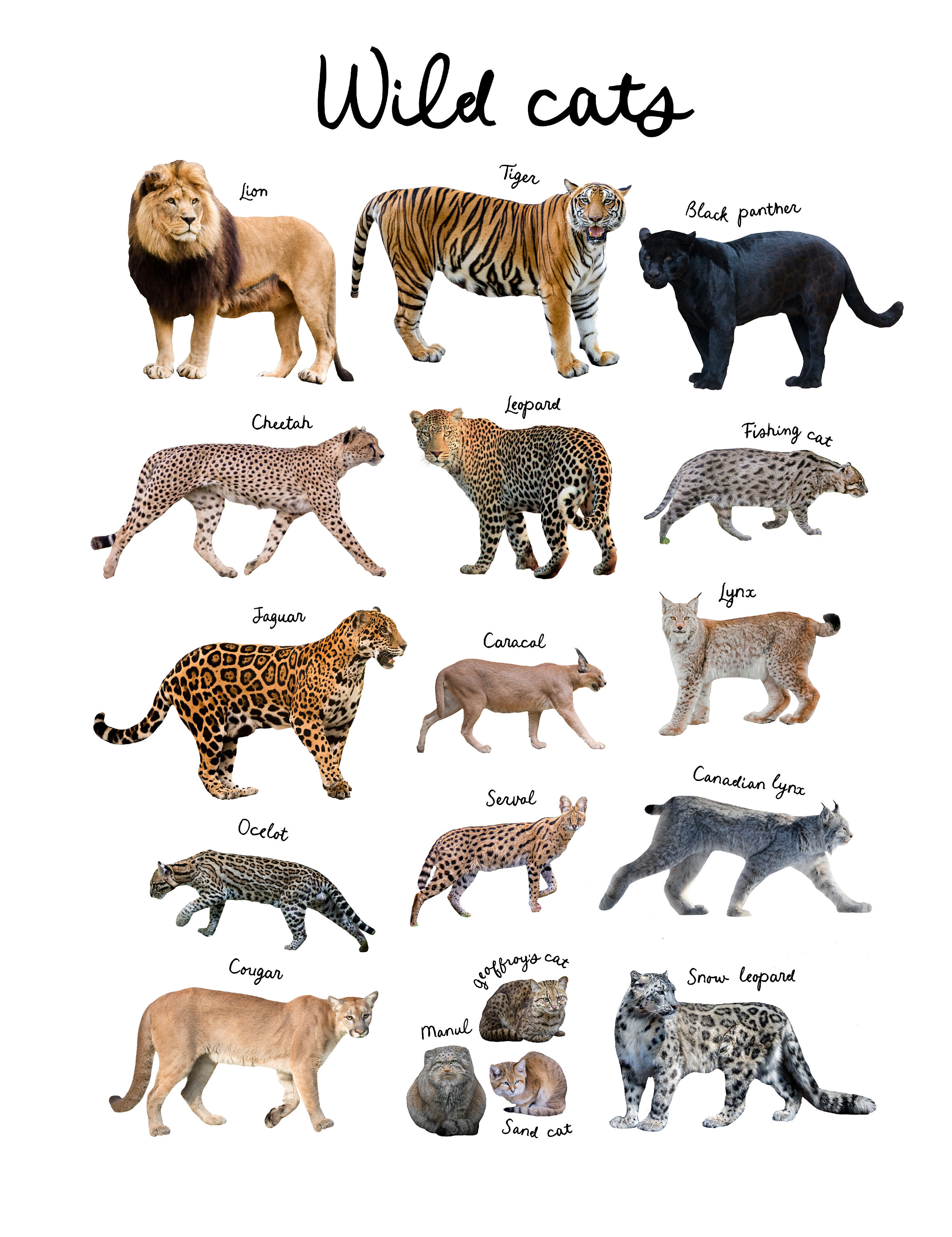 Wild Cats Real Photos Educational Poster, Homeschool Chart, Montessori ...
