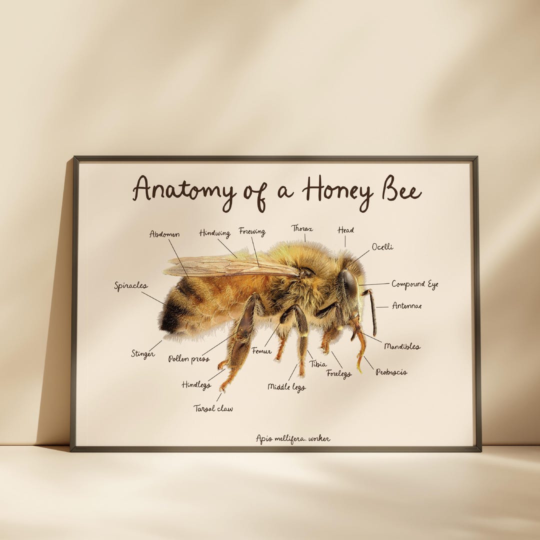 Bee Anatomy Real Photo Poster – Educational Wall Art | Printable Nature ...