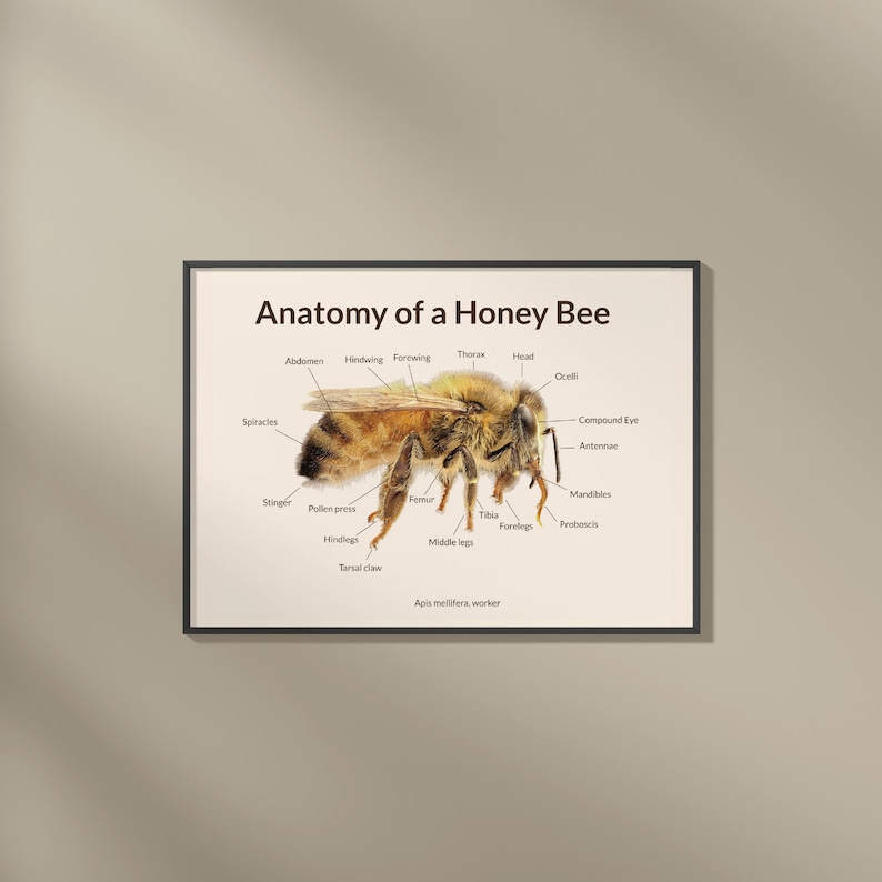 Bee Anatomy Real Photo Poster – Educational Wall Art | Printable Nature ...