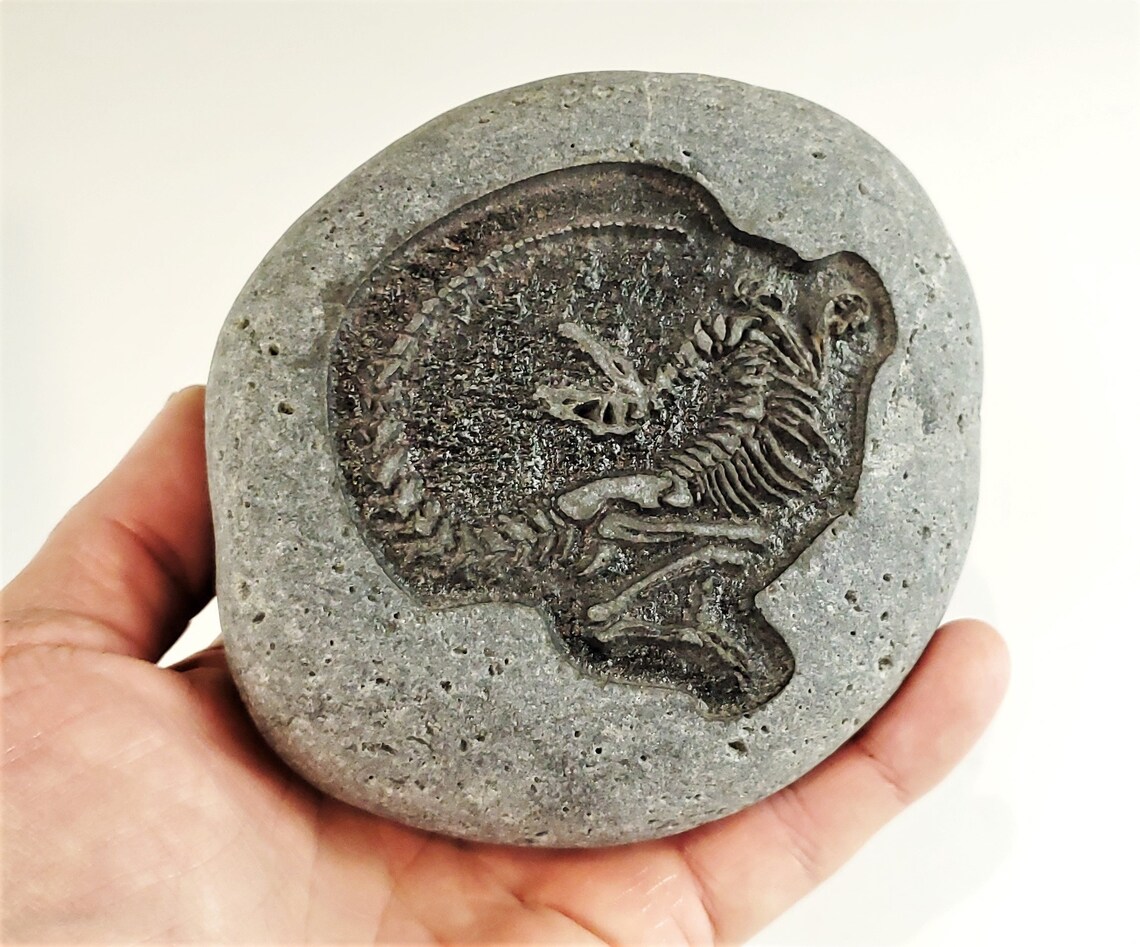 Engraved River Stone: Simulated Dinosaur Fossil, Kids Discovery ...