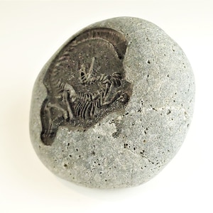 Engraved River Stone: Simulated Dinosaur Fossil, Kids Discovery ...