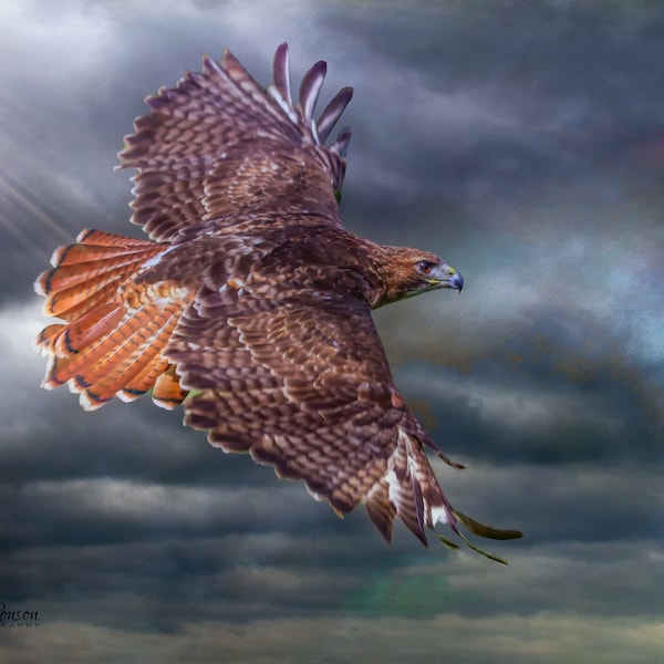 Red Tailed Hawk - Etsy