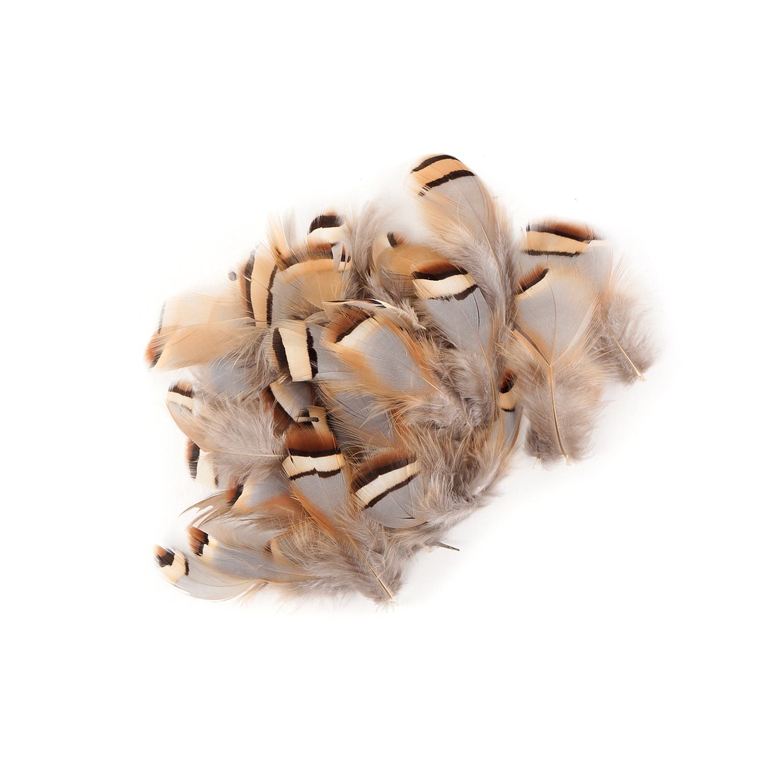 Natural Loose Partridge Plumage, Bulk 1/4LB Partridge Feathers 1 to 2.5 ...