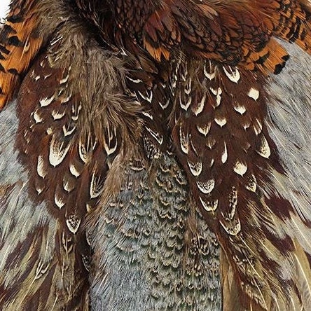 Pheasant Feather Pelt 1 Piece Complete Natural Ringneck - Etsy