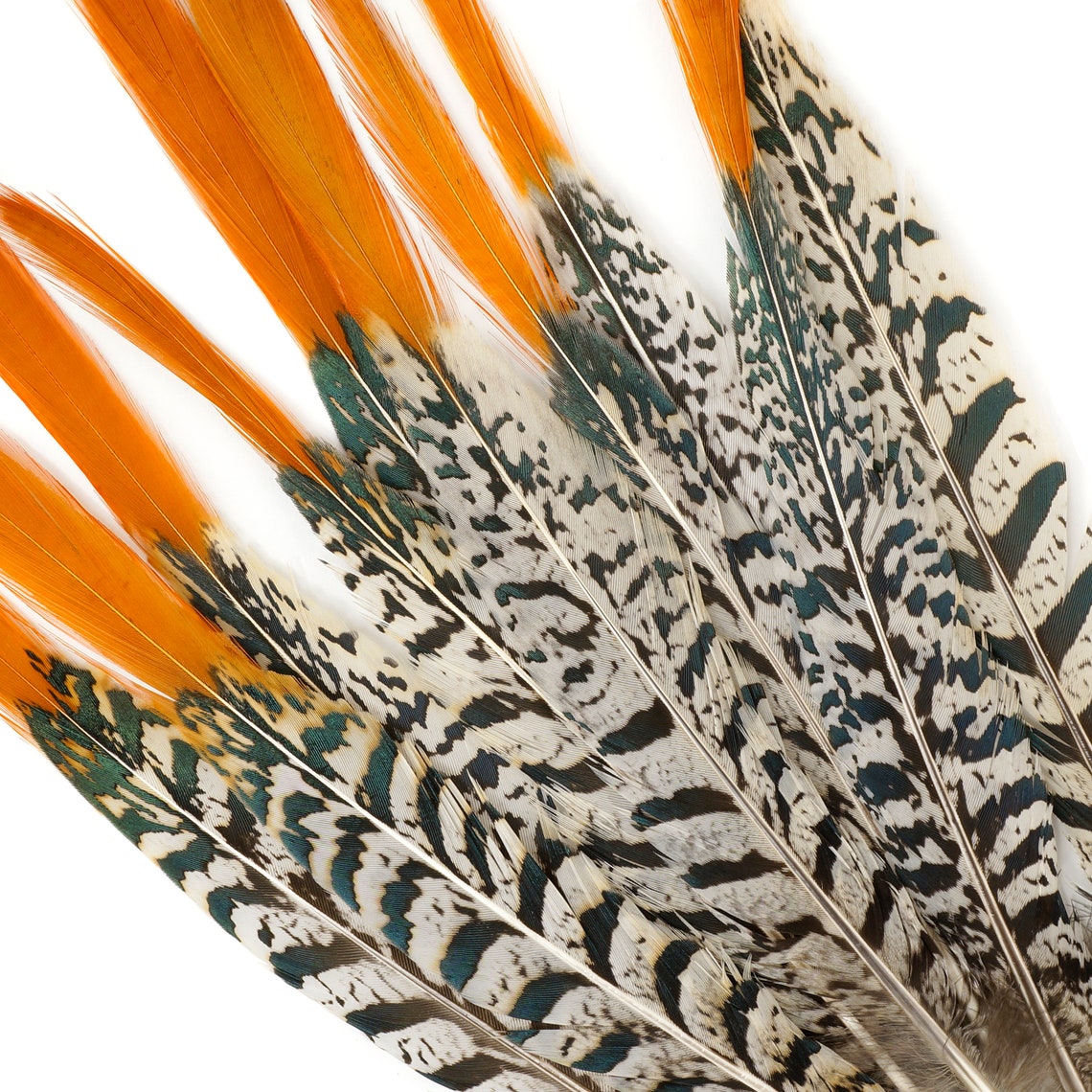 10 To 100 Pcs Lady Amherst Pheasant Feathers 10 12 Natural Pheasant