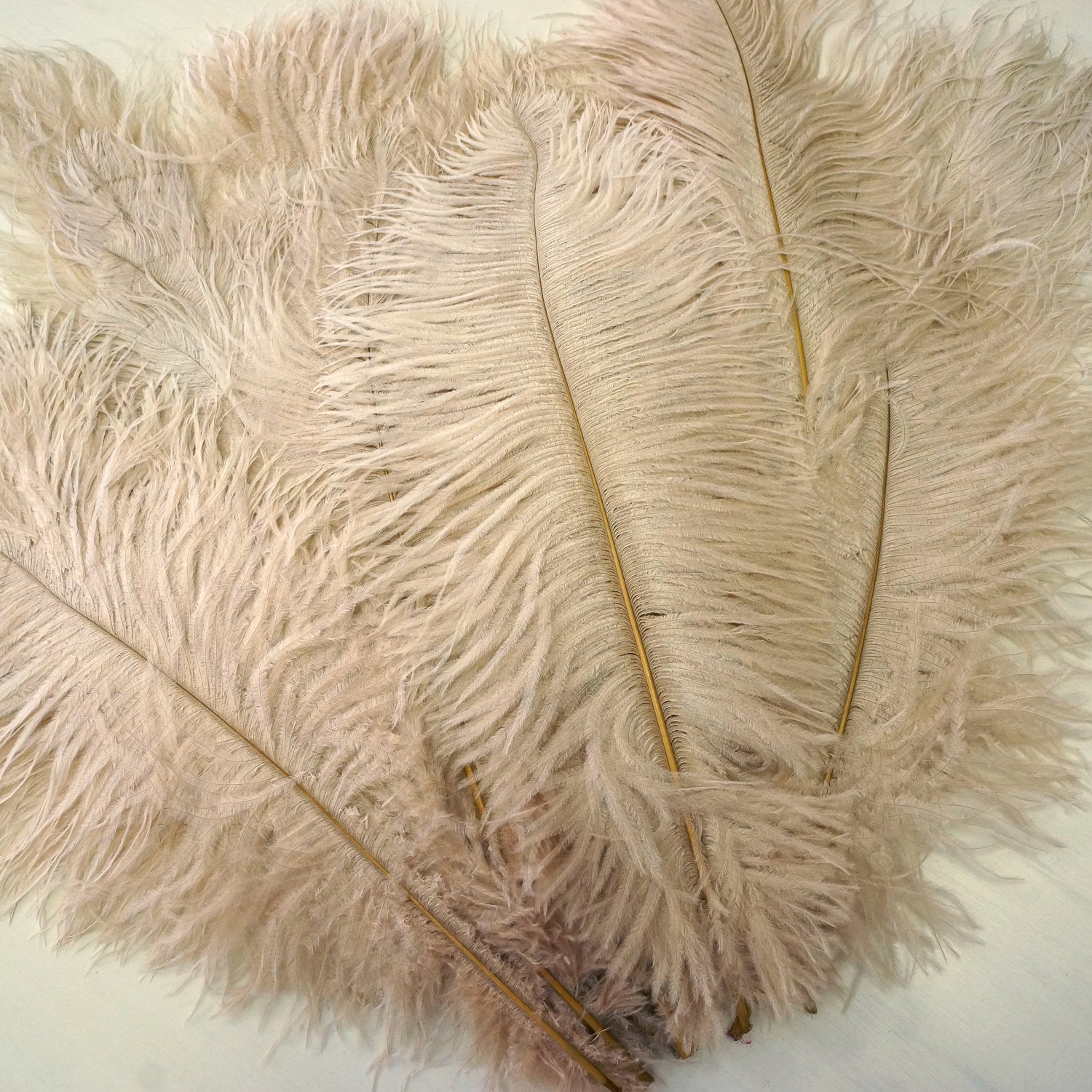 Ostrich Feathers 17-20 BEIGE 1 to 25 pcs Ostrich | Etsy