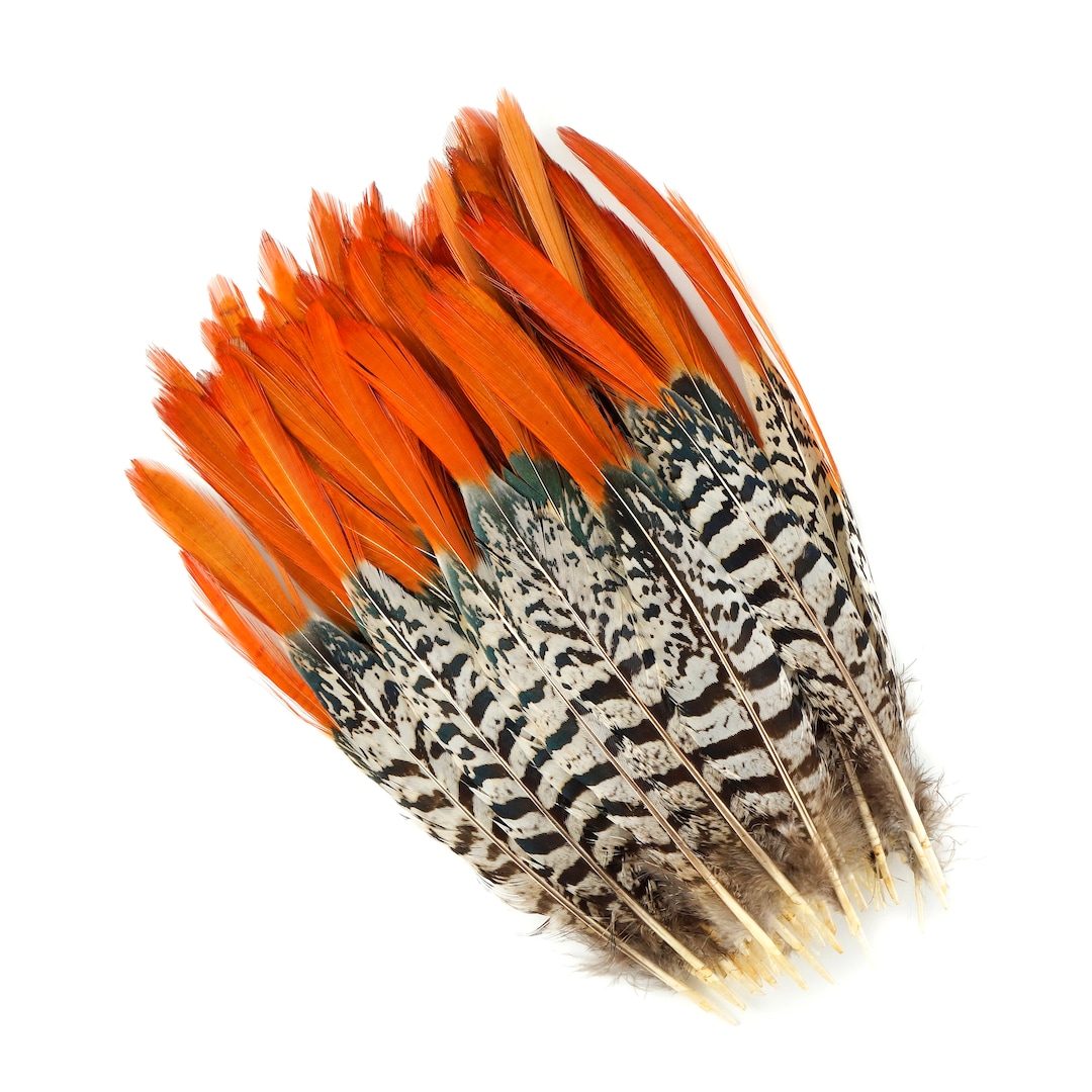 Lady Amherst Pheasant Feathers, Orange Top, Zebra Marked, 8-10" Craft ...