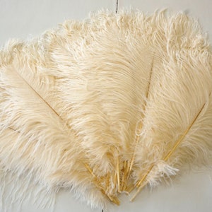 Ostrich Feathers 17-20" IVORY, 1 to 25 Pcs, Ostrich Plumes, Carnival ...