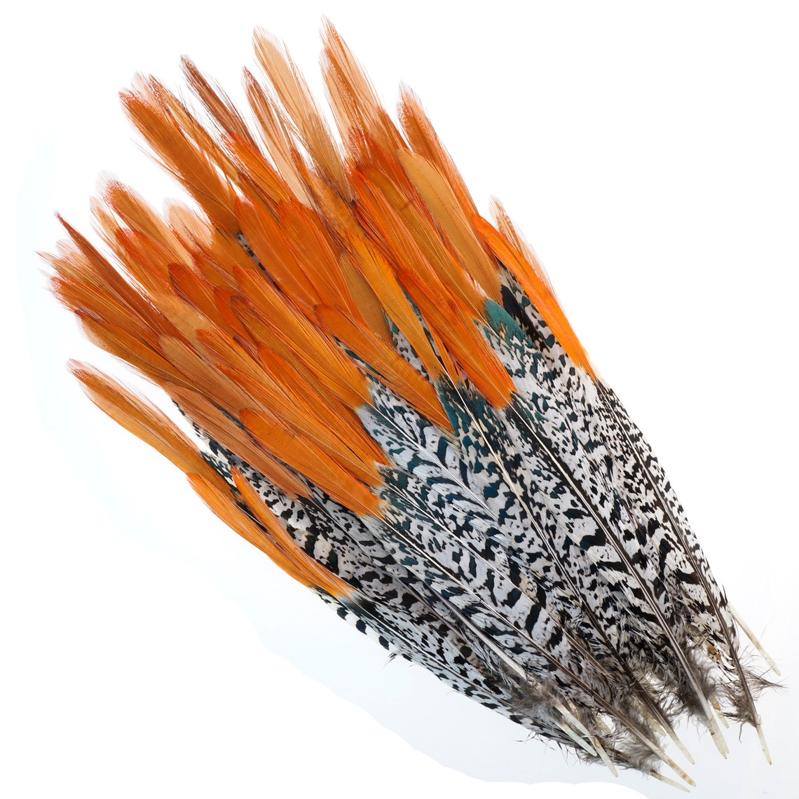 10 to 100 Pcs Lady Amherst Pheasant Feathers 10-12 - Etsy