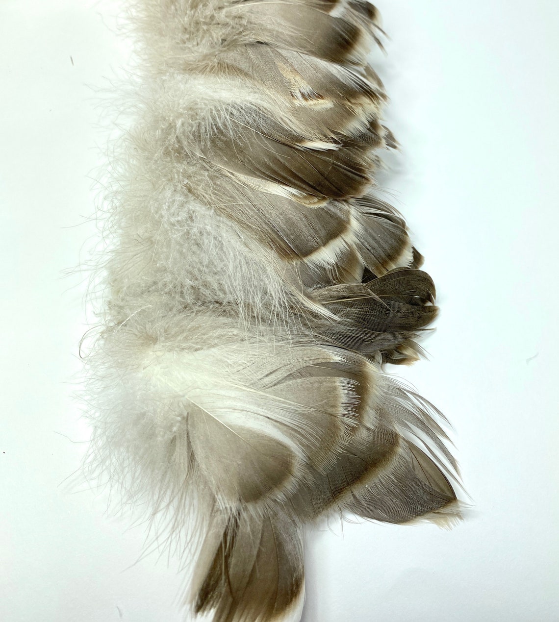 Goose Coquille Natural Grey Feathers 4-5" Strung Goose Feathers Bulk 0 ...