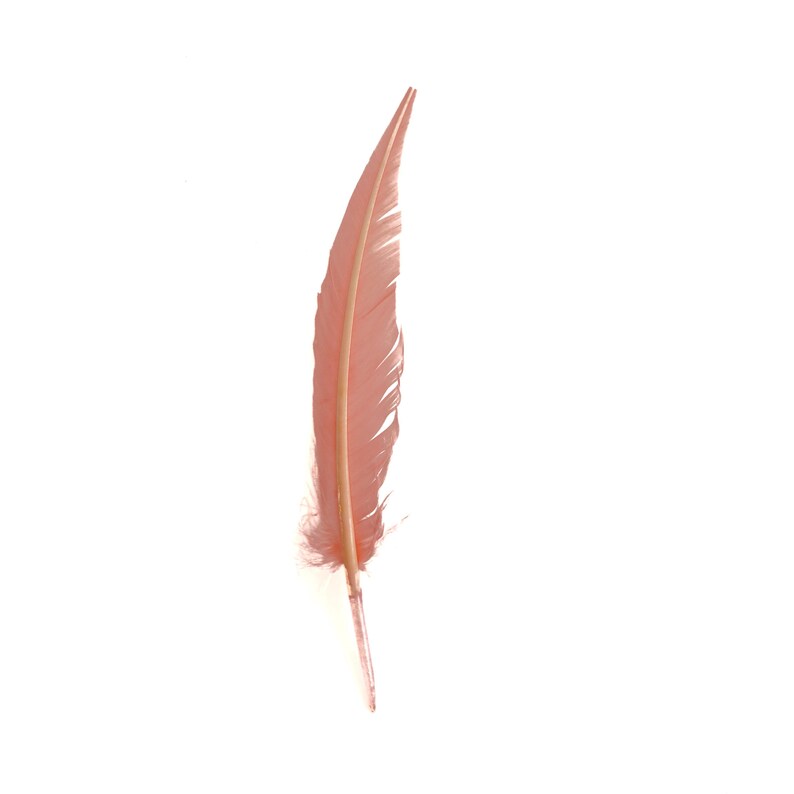 Dagger Cut Turkey Quill Feathers, 8-12", Costume Design 100 Pieces Left ...