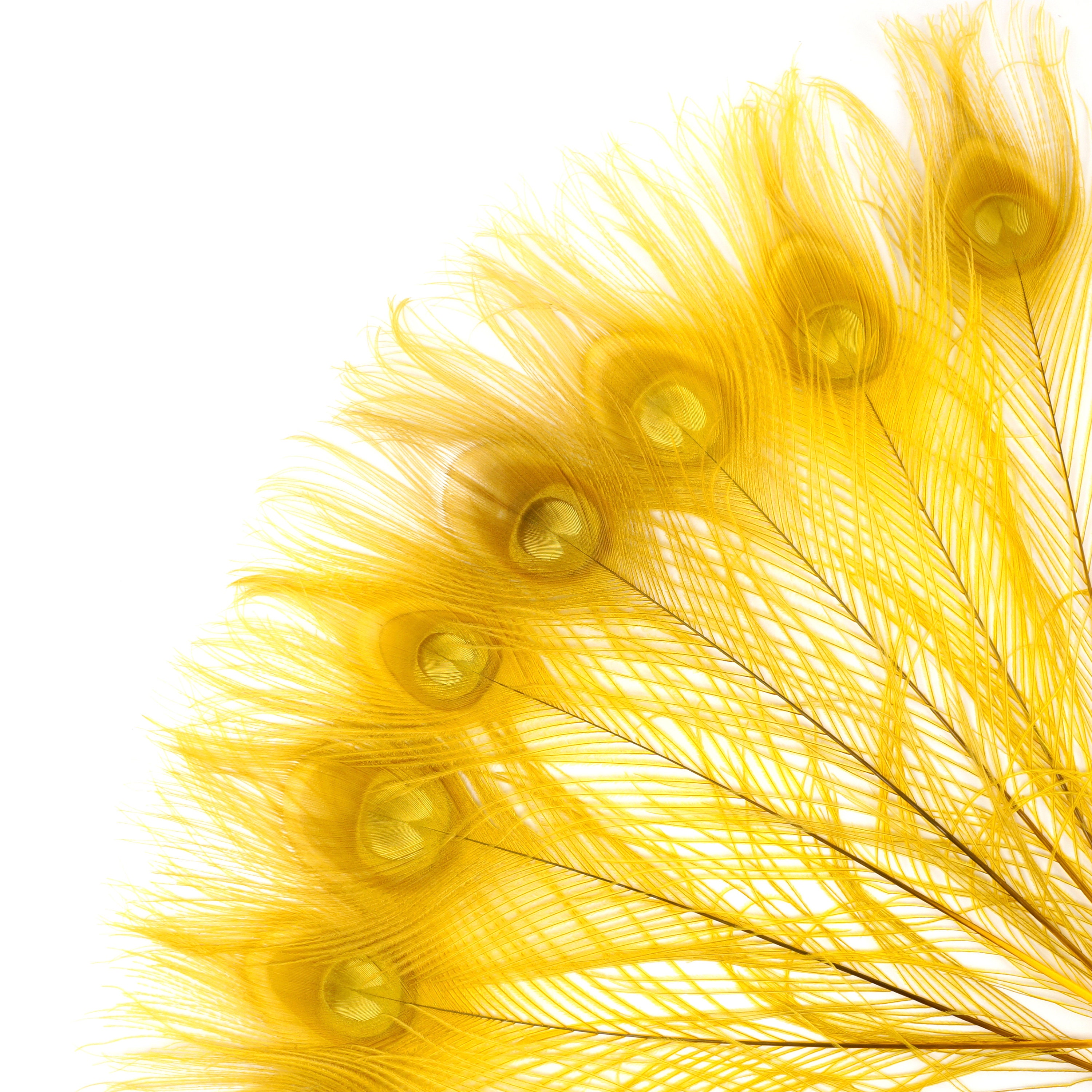Peacock Feathers 5 To 100 Pieces Gold Bleached Dyed Tails 8 Etsy
