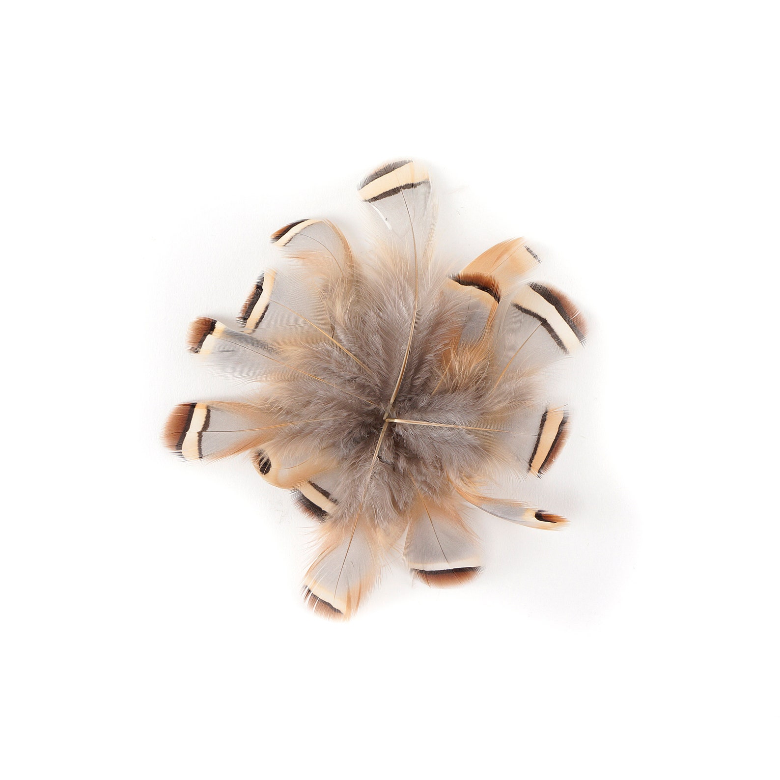 Natural Loose Partridge Plumage Bulk 1/4LB Partridge Feathers | Etsy