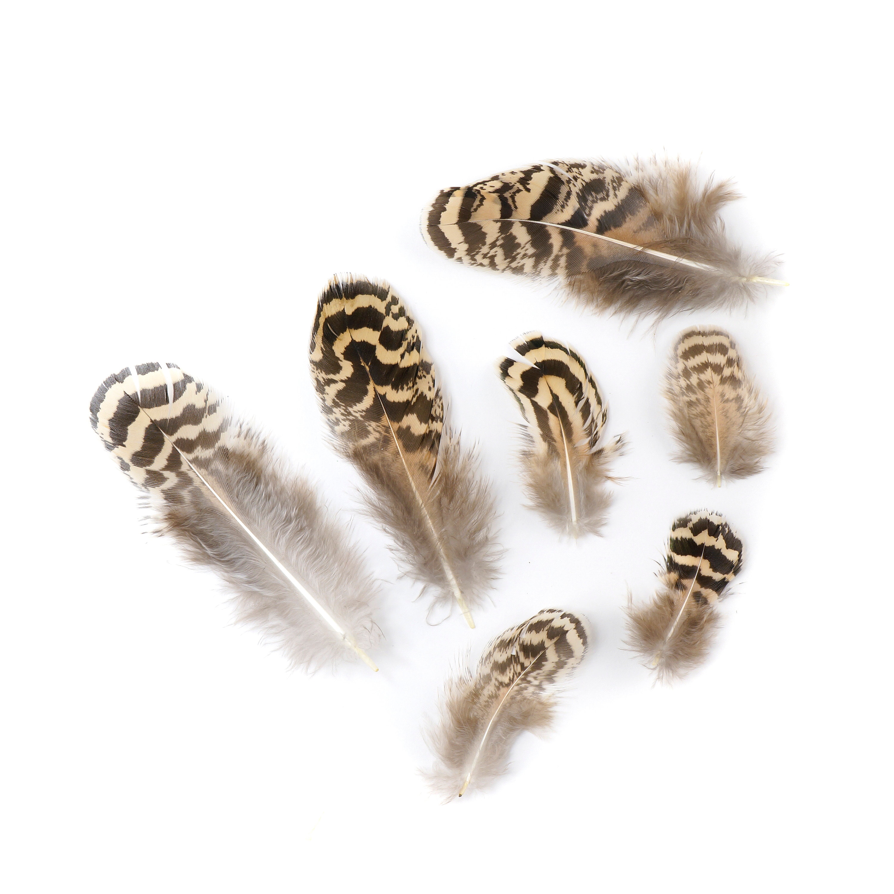 Plumas de pavo real Natural Brown barrada del pavo real | Etsy