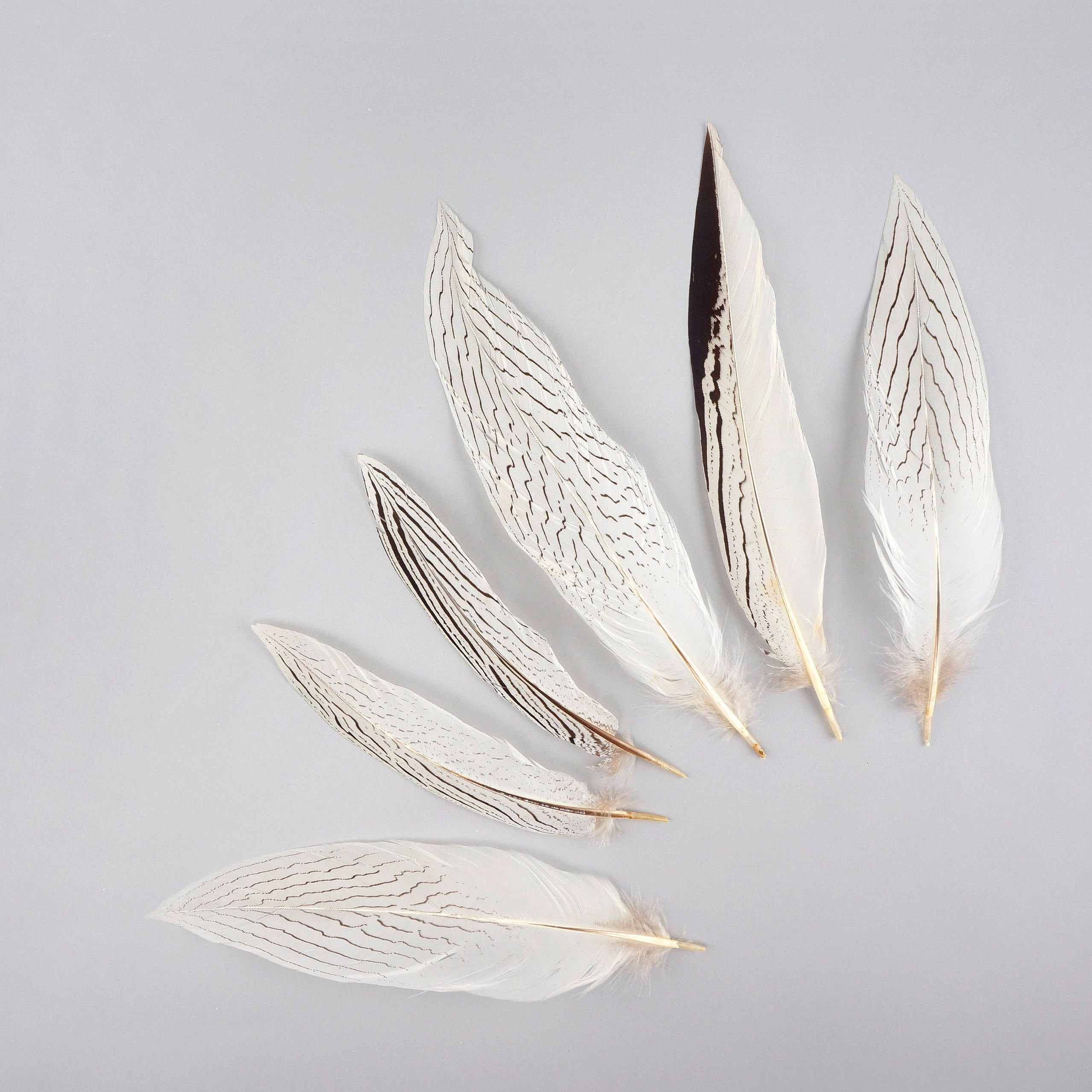 Silver Pheasant Feathers 12 Pieces Natural Pheasant Tail - Etsy