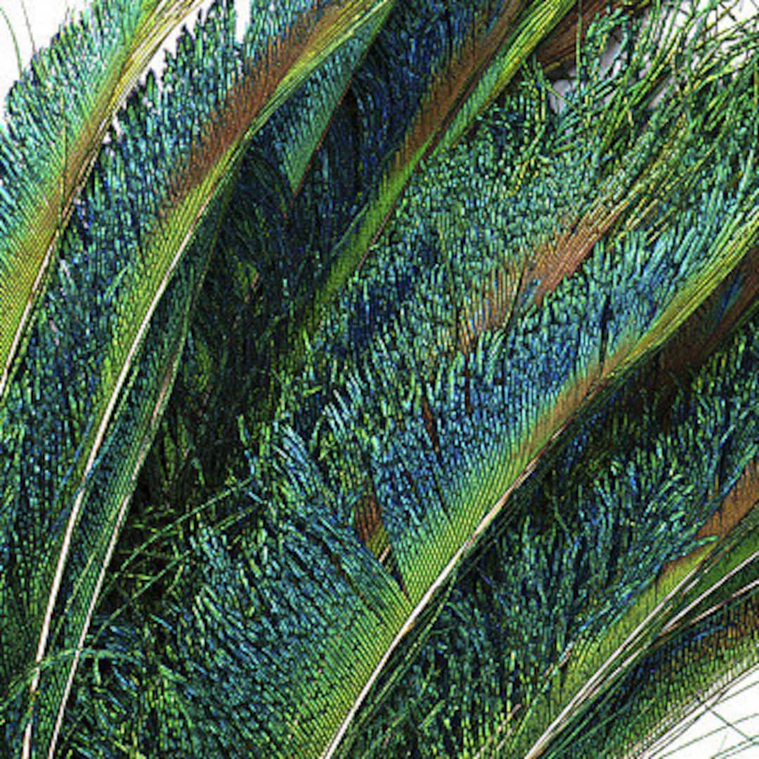 Peacock Sword, 25 Pieces 15-25", Natural Peacock Sword Feathers ZUCKER ...