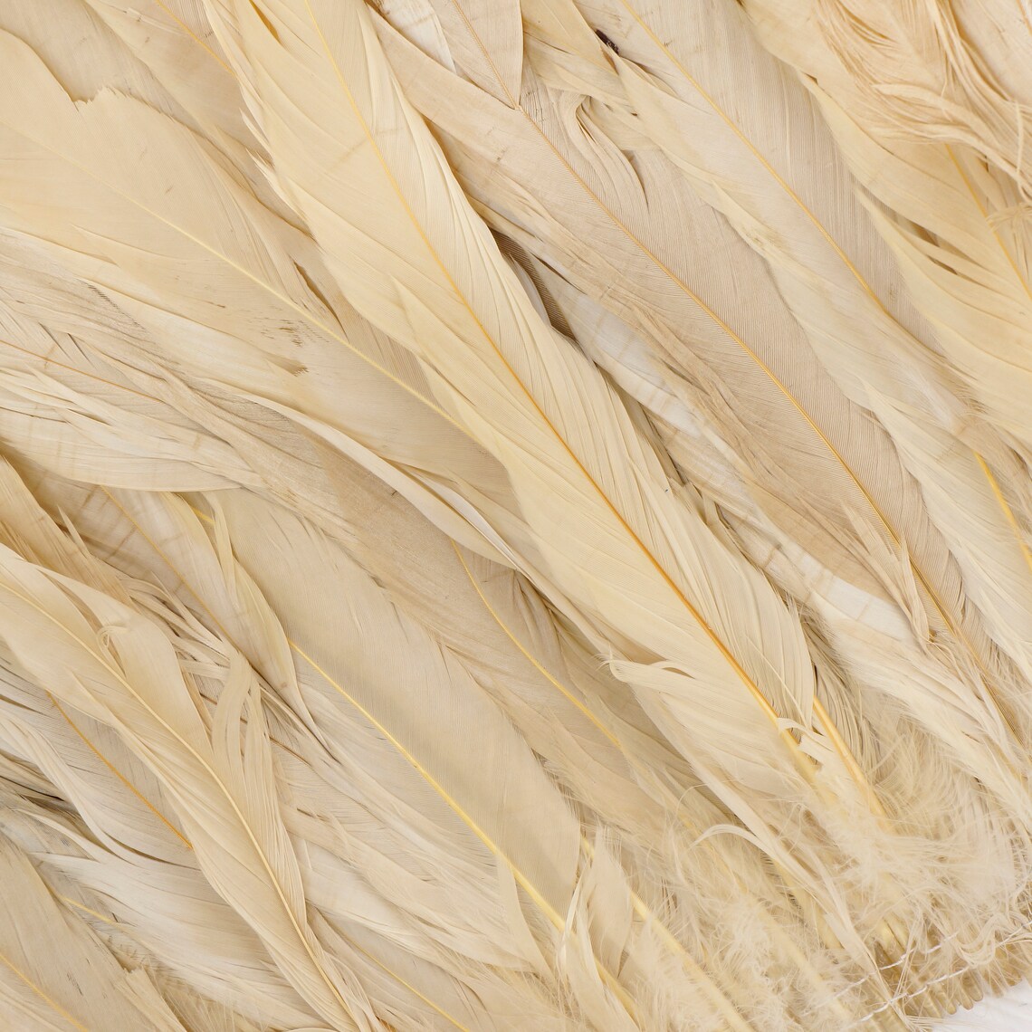 Rooster Tail Feathers BEIGE 8-10 Strung Bleach Dyed - Etsy
