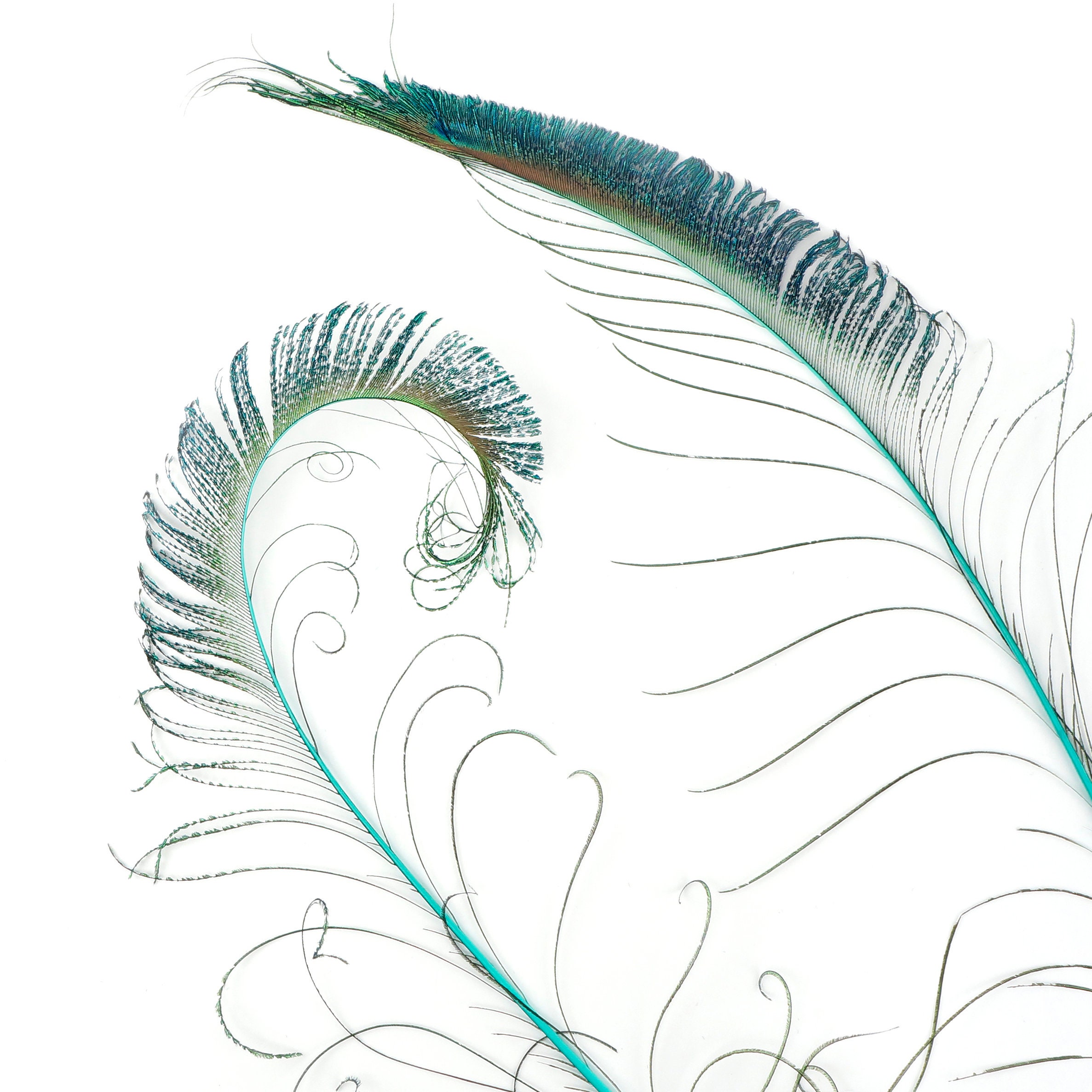 Long Peacock Swords 10 to 100 Pc 25-40" Stem Dyed Light TURQUOISE ...