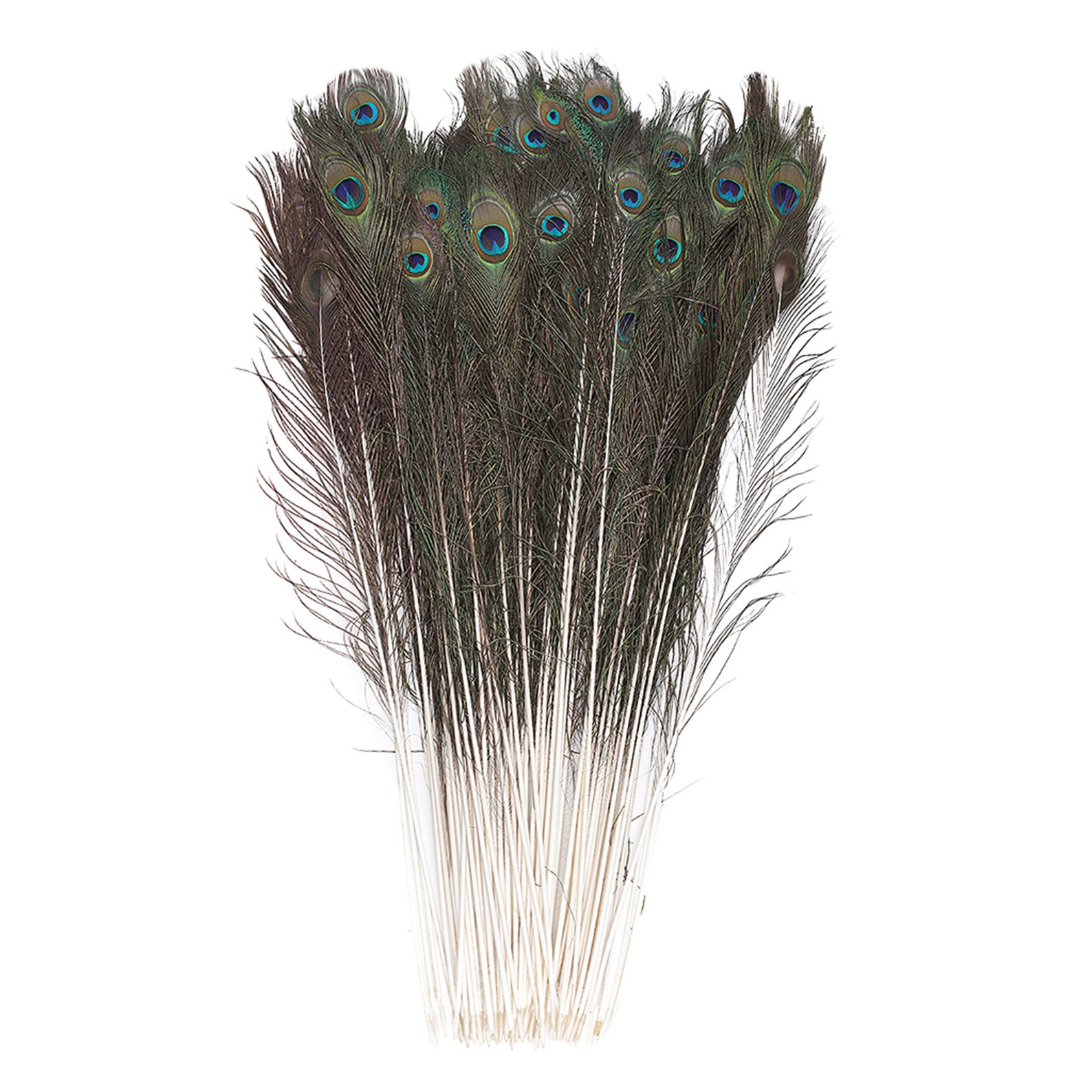 BULK 25-35" Natural Peacock Feathers 100pc/pkg - NATURAL Peacock Tail ...