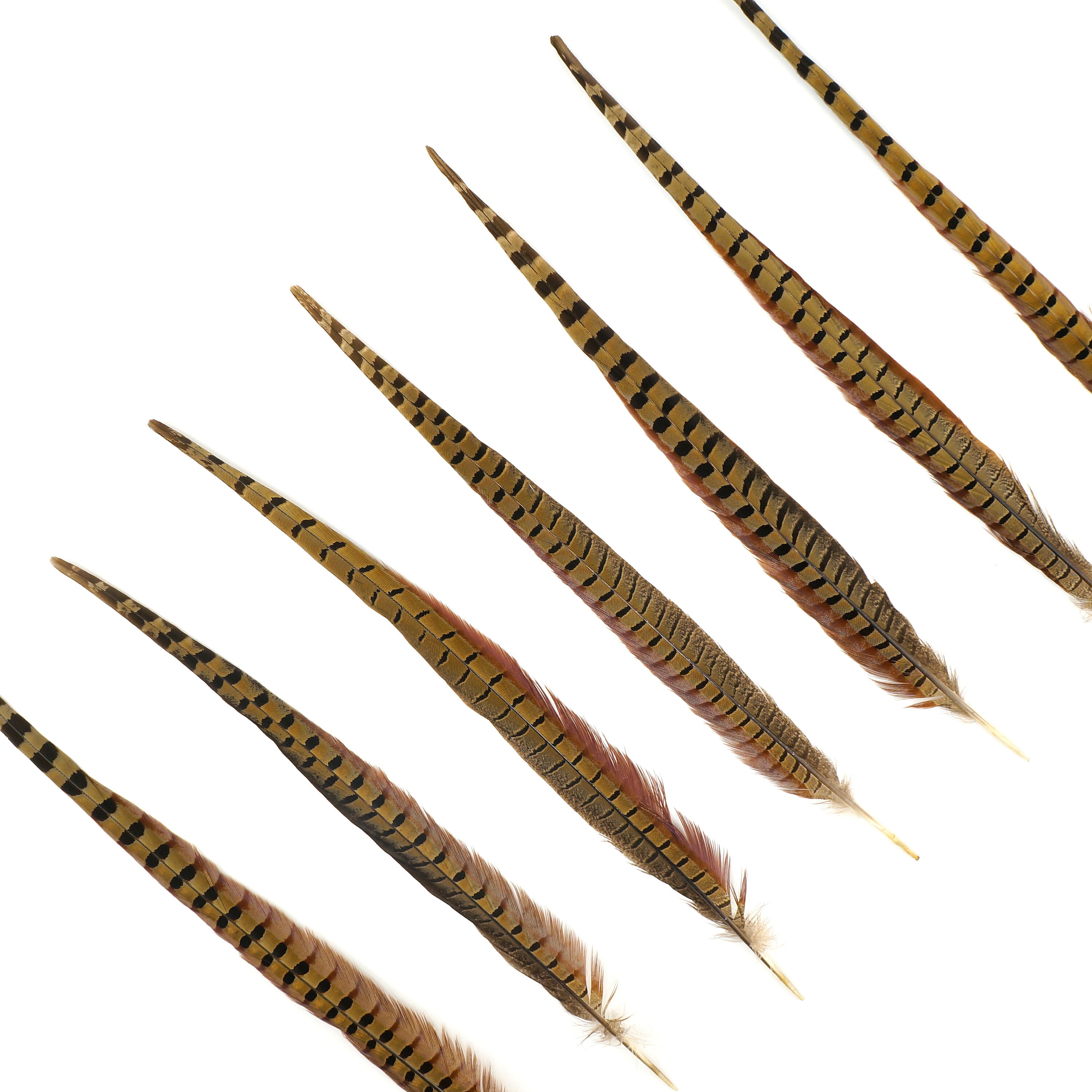 Las plumas de faisán 10 a 100 unidades Long masculinos - Etsy España