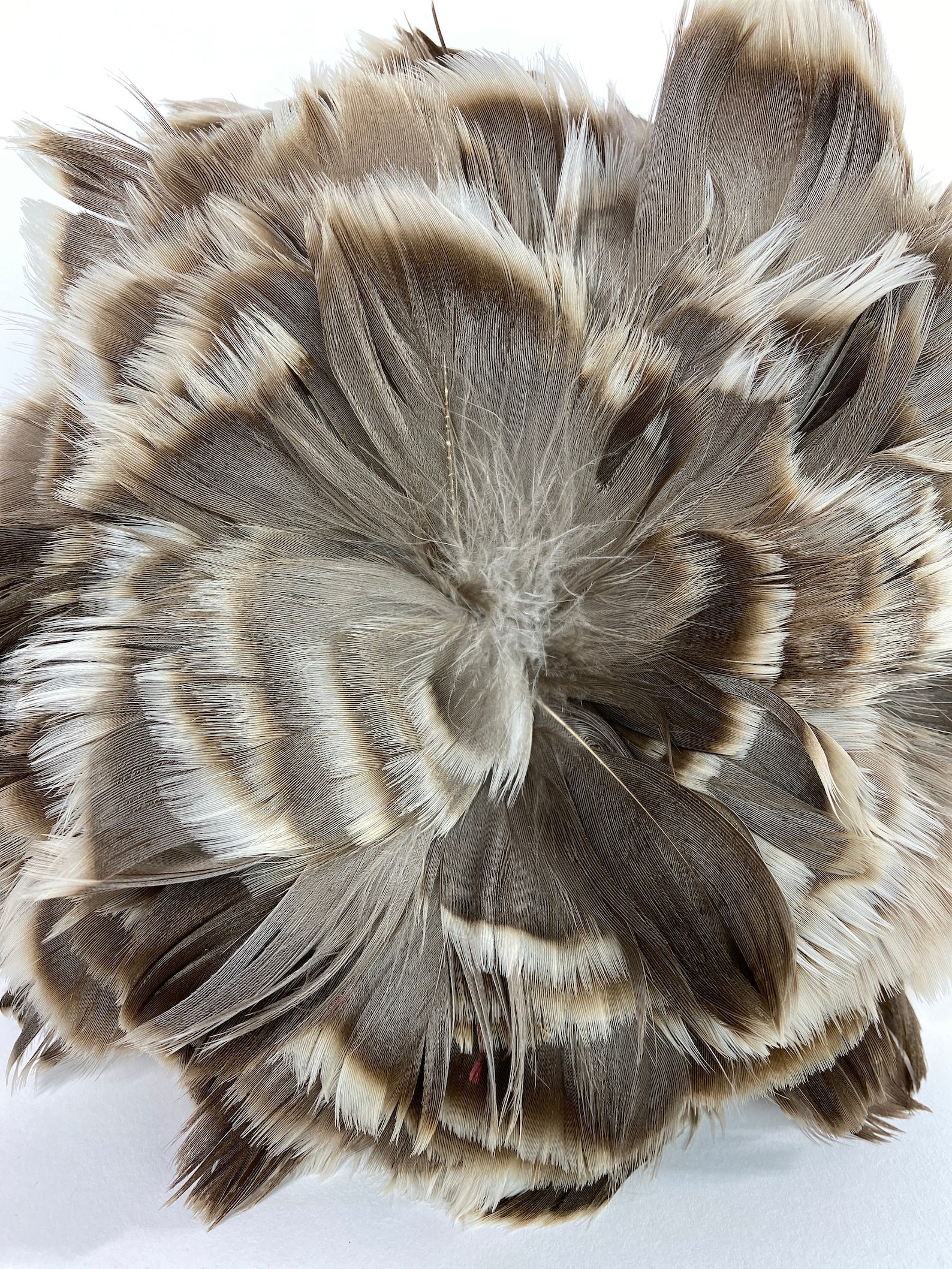 Goose Coquille Natural Grey Feathers 4-5" Strung Goose Feathers Bulk 0 ...