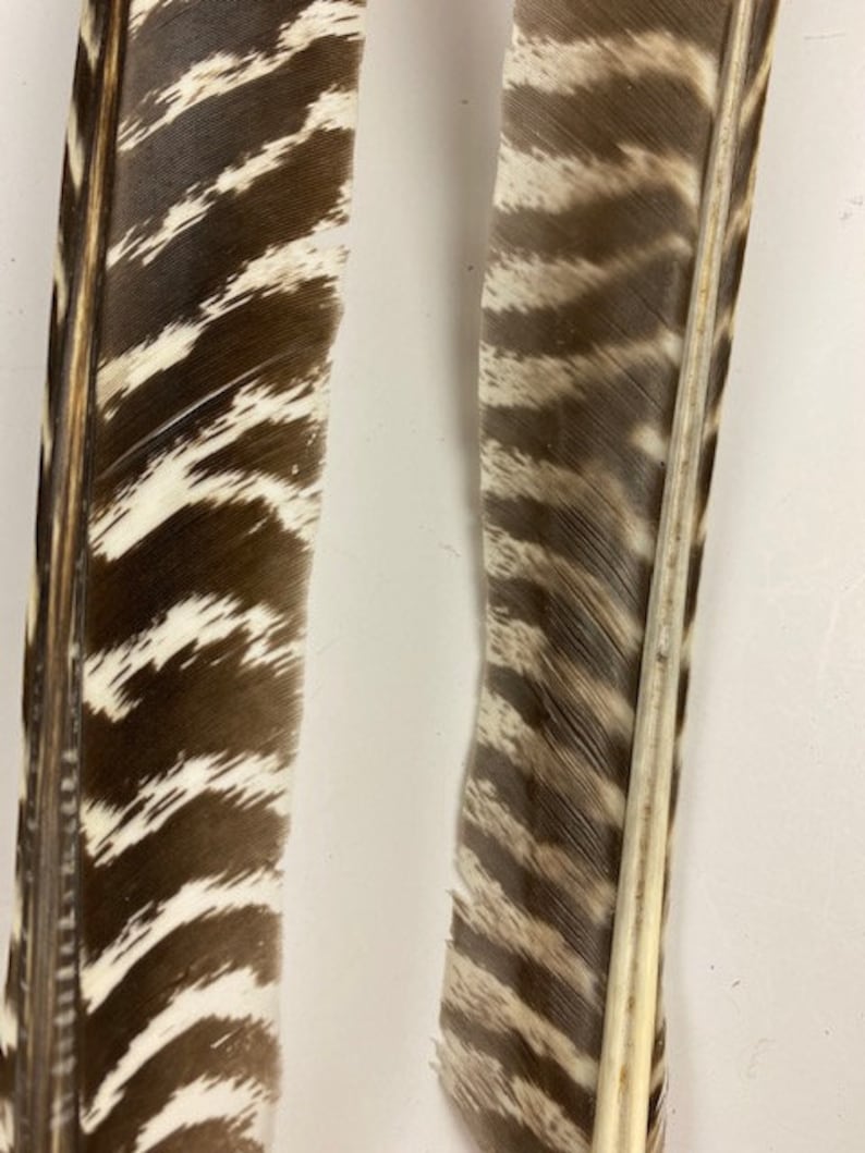 Natural Barred Turkey Feathers 10-16", Writing Quills, Millinery 2 ...