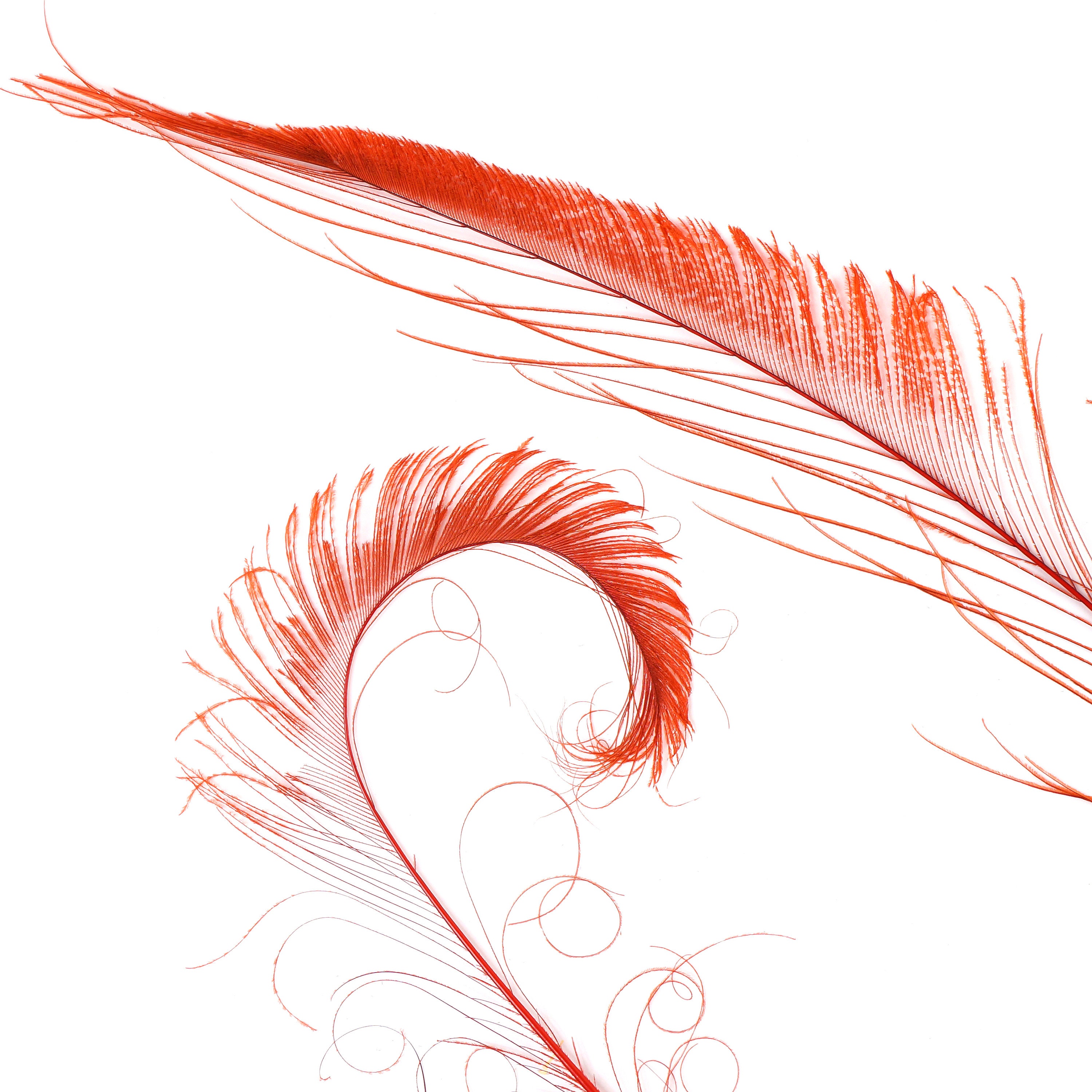 Bleach Dyed Peacock Sword Feathers 10 to 100 Pieces - Etsy