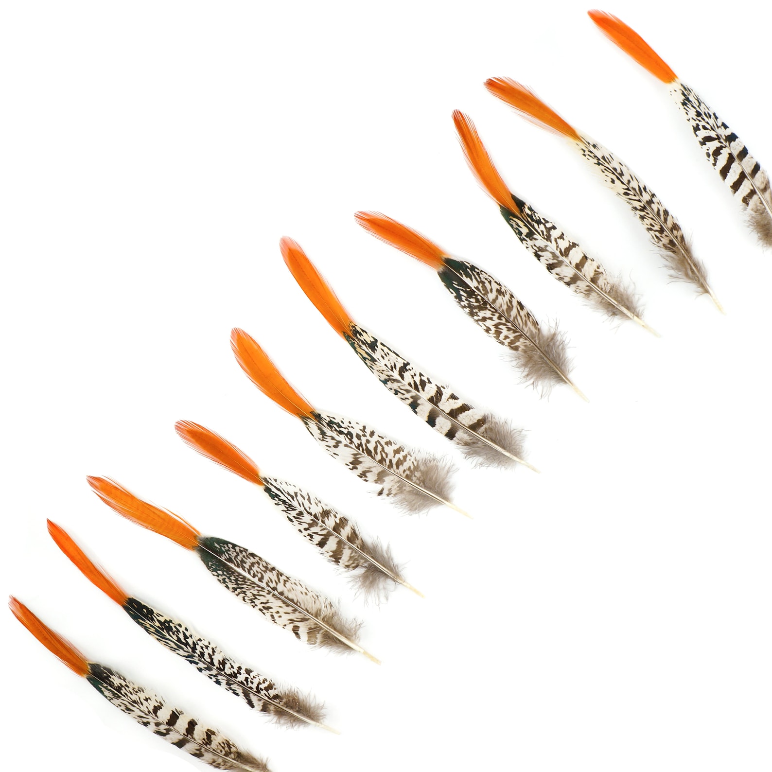 Lady Amherst Pheasant Feathers 6 8 Natural Pheasant Etsy