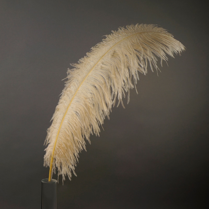 Large Feathers - Etsy
