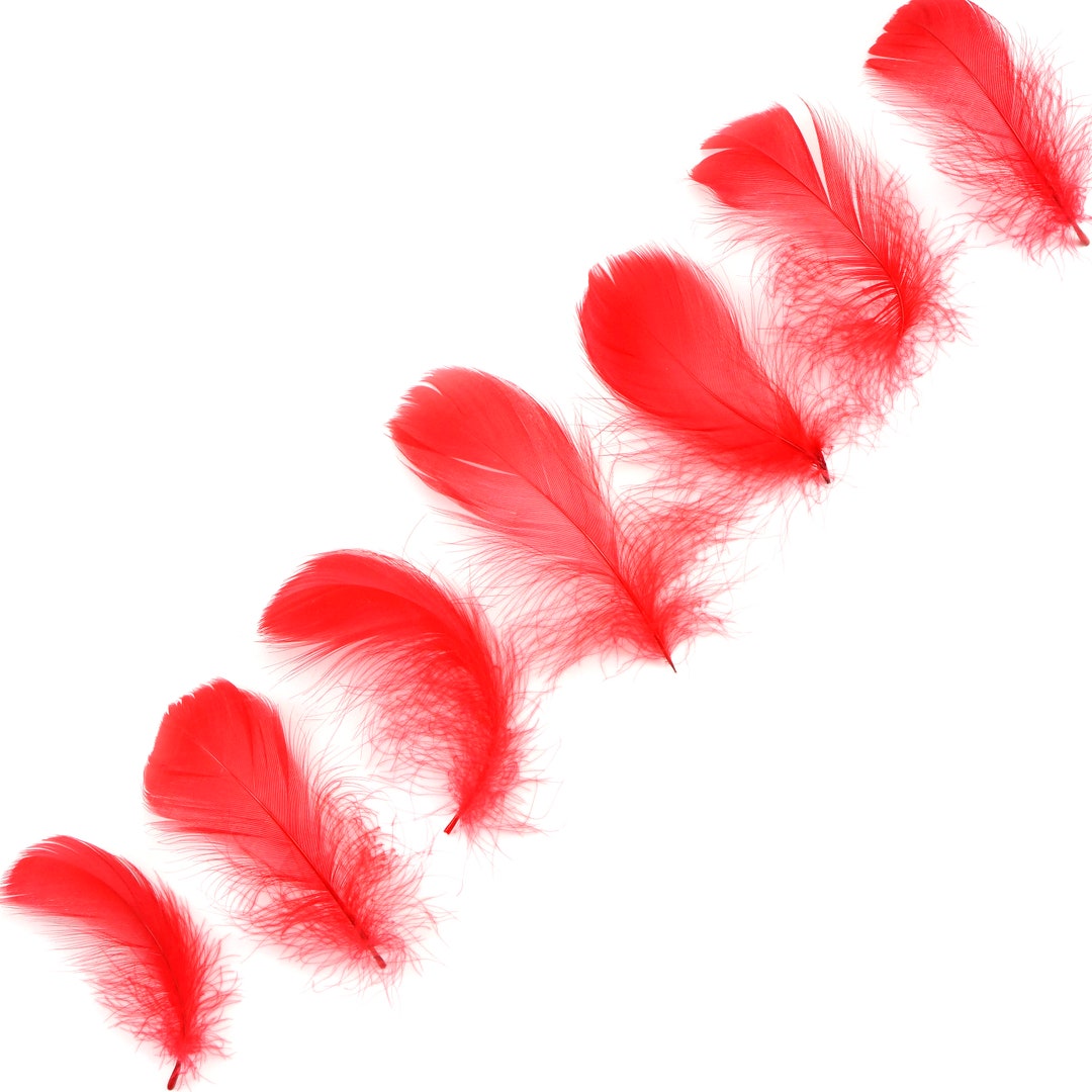 Goose Coquille Feathers, 3-5" Red Loose Goose Feathers, Small Feathers ...