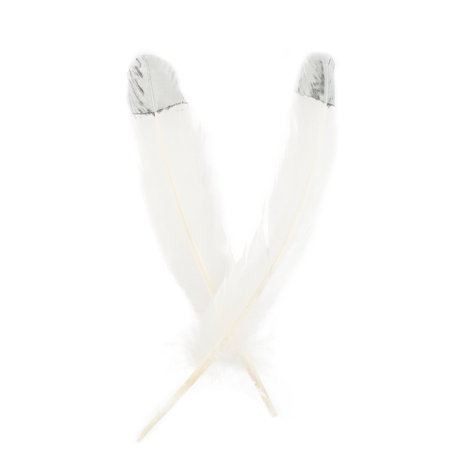 White & Silver Metallic Tipped Turkey Round Feathers 2 Pieces - Etsy