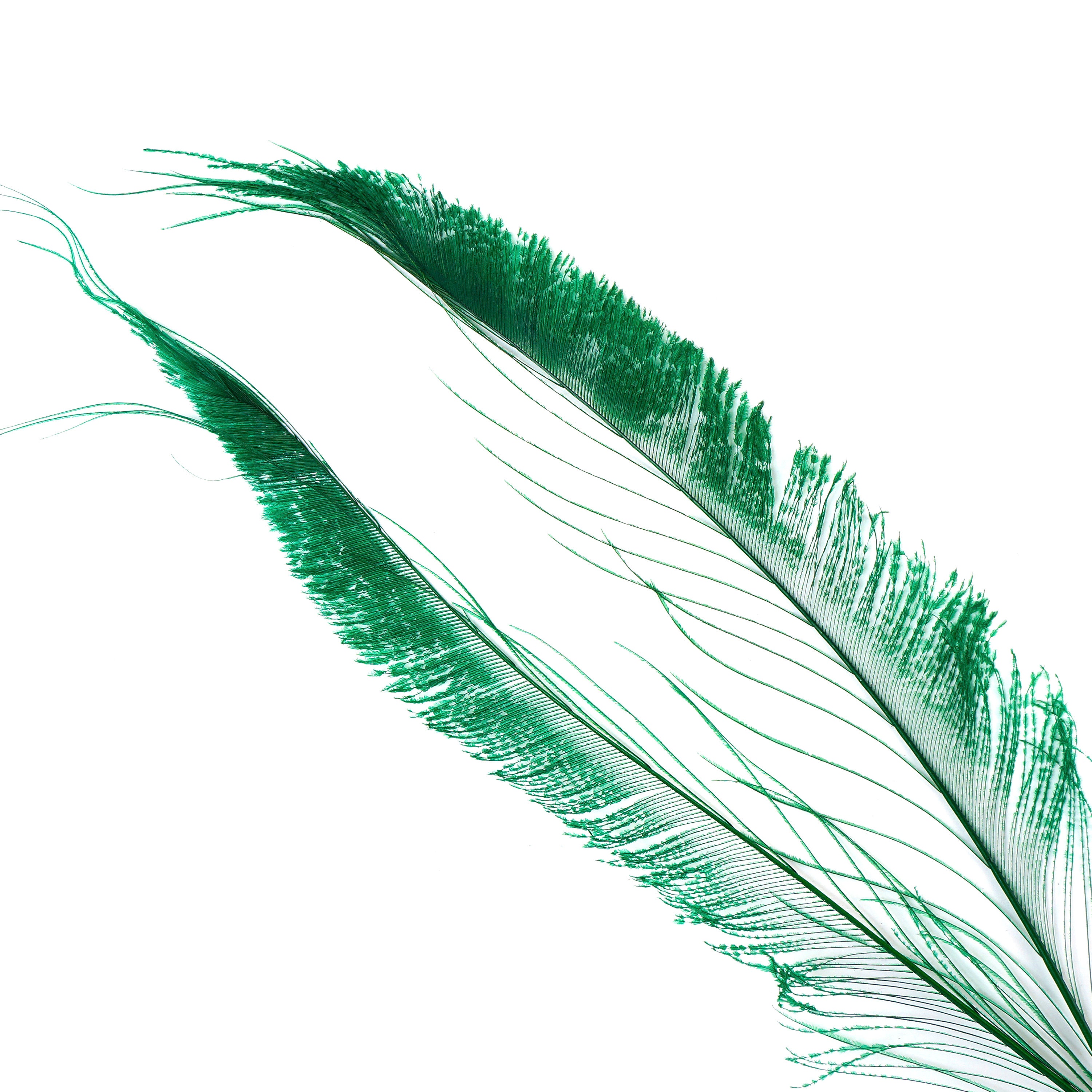 Bleach Dyed Peacock Sword Feathers 10 to 100 Pieces | Etsy