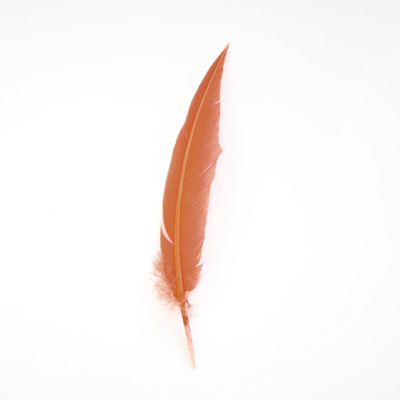 Dagger Cut Turkey Quill Feathers, 8-12", Costume Design 100 Pieces Left ...